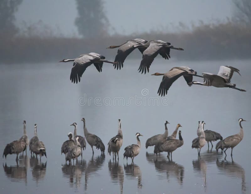 Wild common crane in water stock image. Image of bird - 320465083