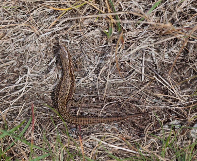 Wild Common Lizard at Holyhead Stock Image - Image of british ...