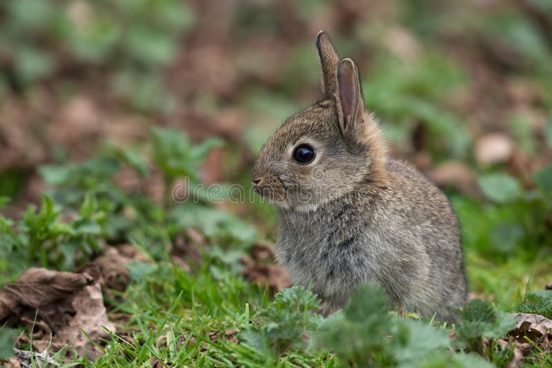 870 Rabbit Burrow Stock Photos - Free & Royalty-Free Stock Photos from ...