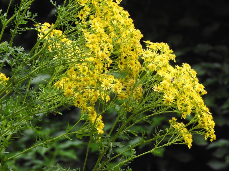 Common Ragwort Jacobea Vulgaris Plant Stock Photo - Image of benweed ...