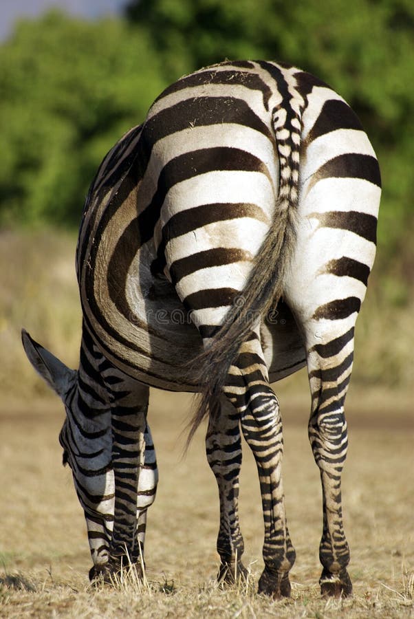 Wild common zebra feeding stock image. Image of safari - 21747935