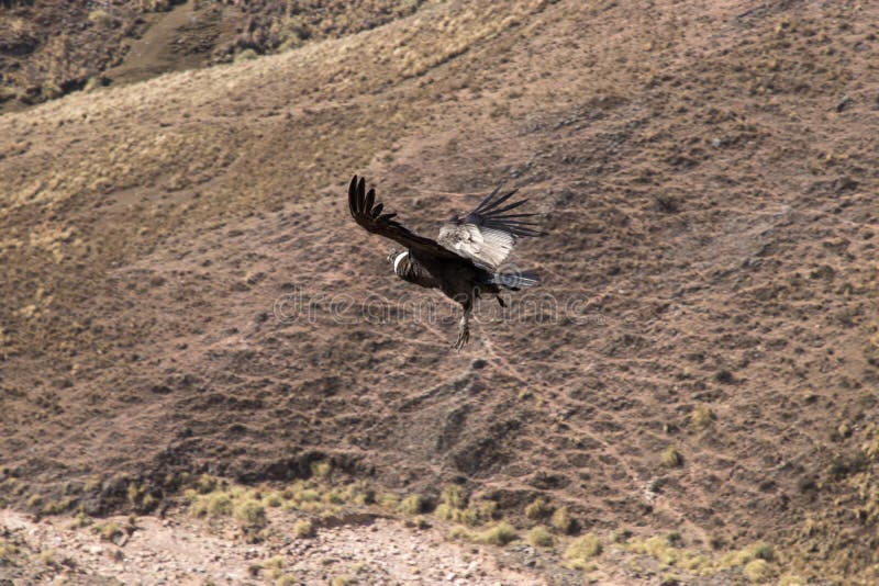 Wild condor stock photo. Image of america, high, predator - 195113830