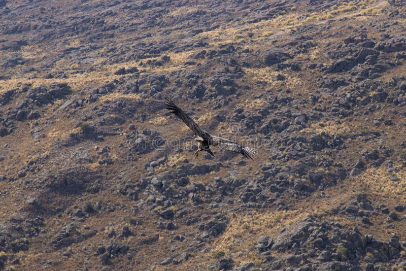 Wild condor stock image. Image of argentina, condor - 195114567