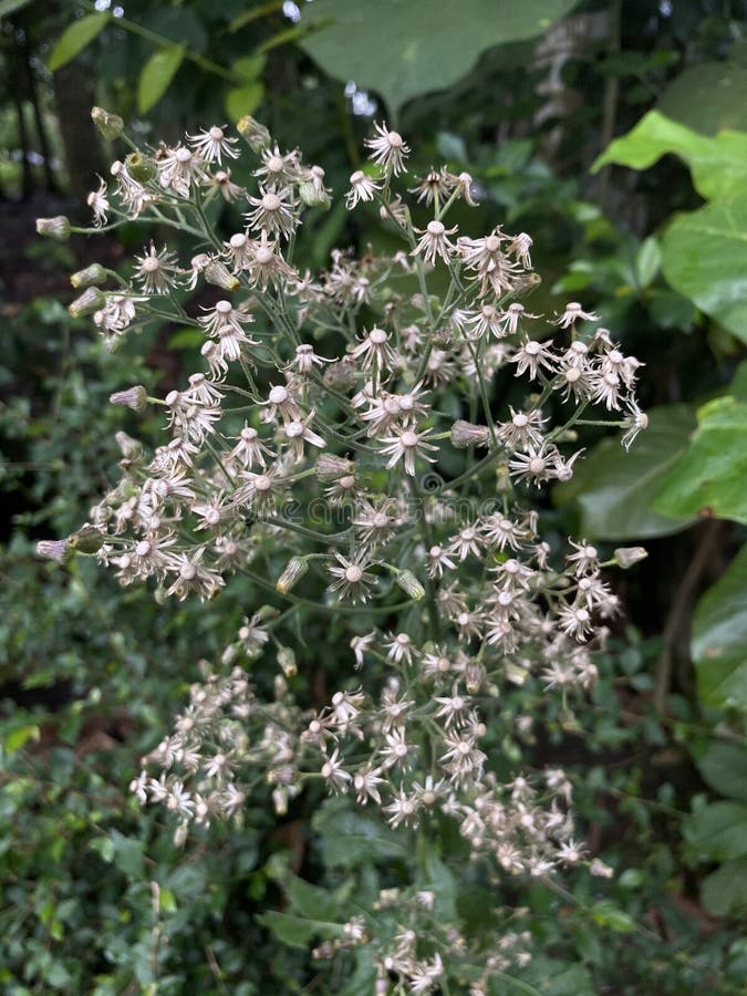 Conyza Canadensis stock photo. Image of wildflower, branch - 376893702