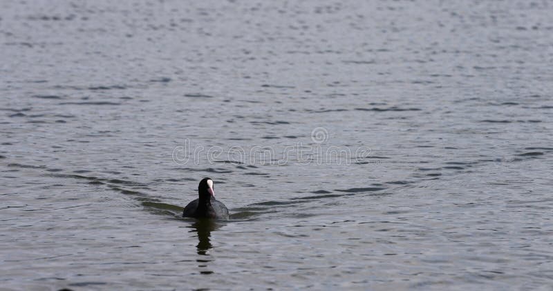 Wild Coots on the Lake in the Summer Stock Video - Video of beautiful ...