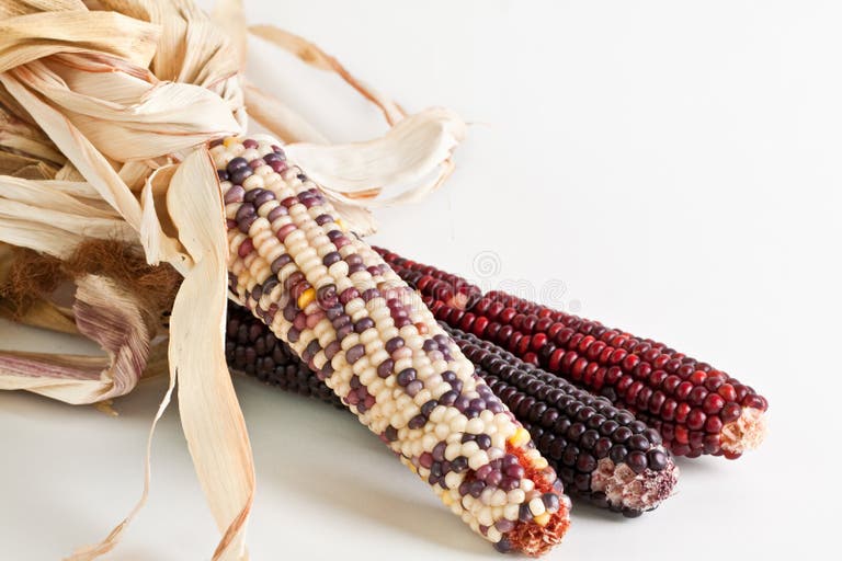 Wild corn stock photo. Image of tasty, seed, three, organic - 16242634