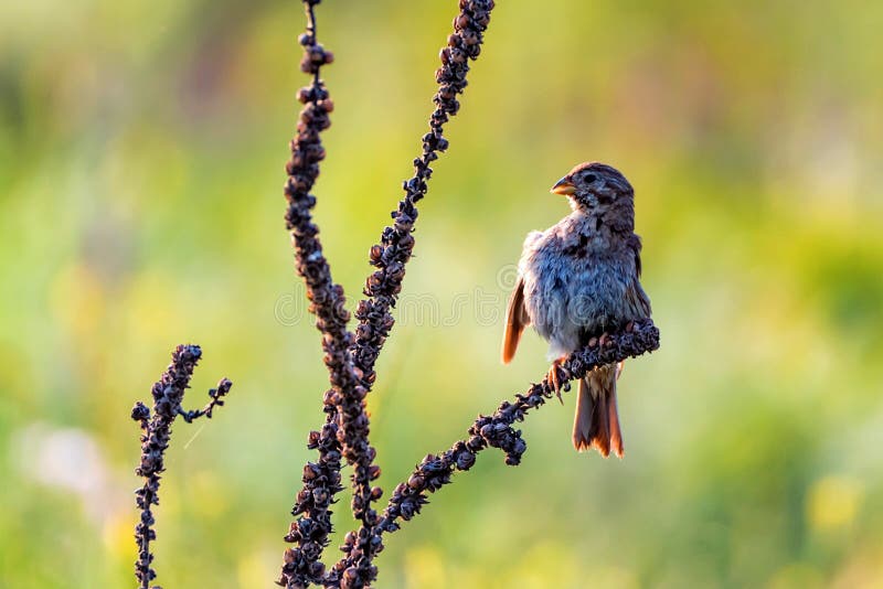 Corn Bunting or Miliaria Calandra on Branch Stock Image - Image of corn ...