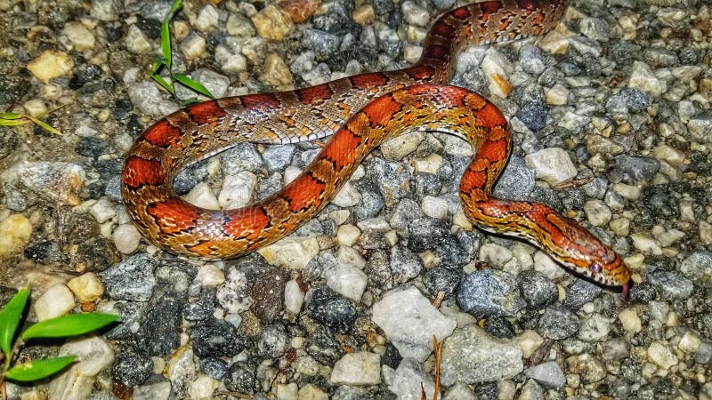 Wild Corn Snake of Virginia Mountains Stock Image - Image of frog ...