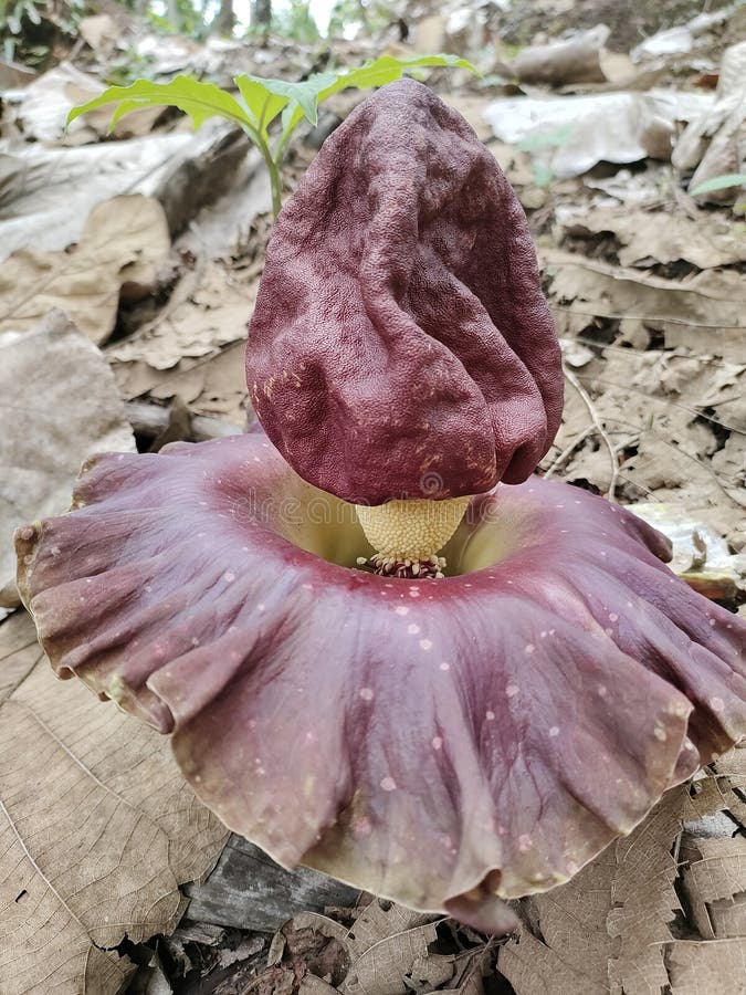 Wild corpse flower stock photo. Image of wild, nature - 276015084