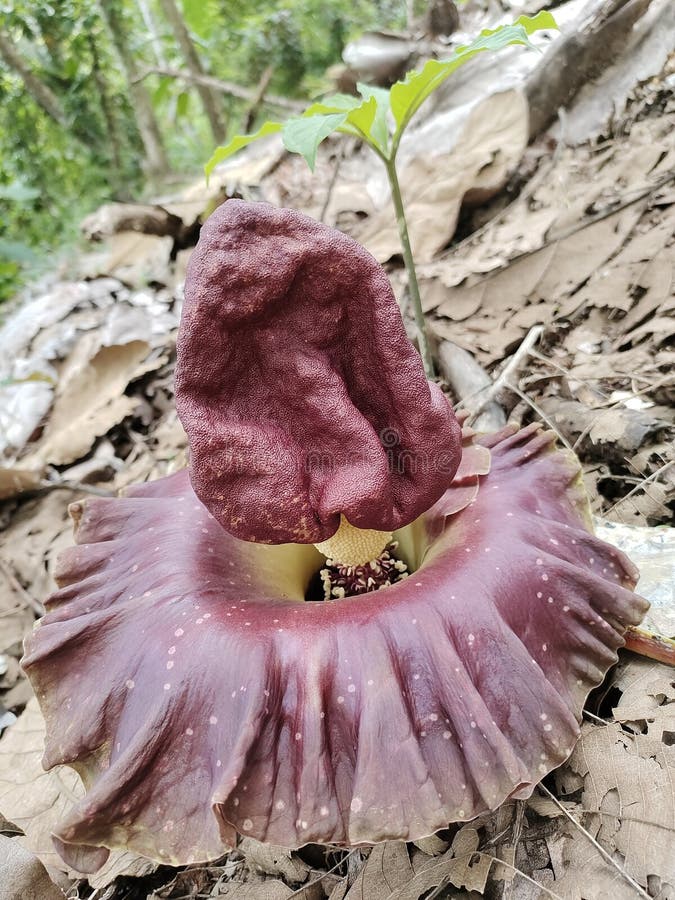 Wild corpse flower stock image. Image of corpse, flower - 276015117