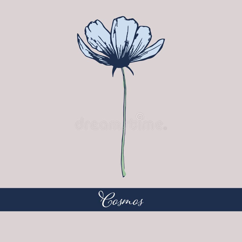 Wild Cosmos Flower Design Isolated Object Stock Vector - Illustration ...
