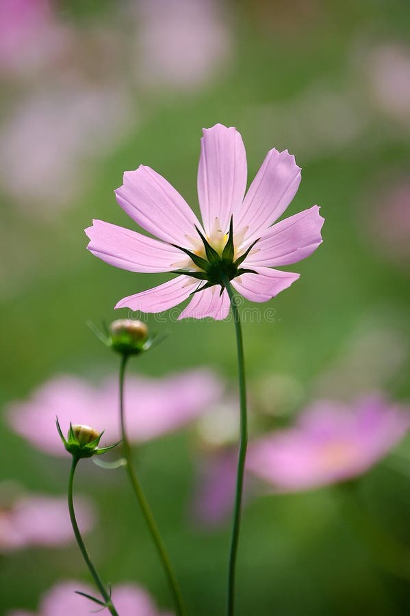 Wild cosmos flowers stock image. Image of garden, blossom - 6500093