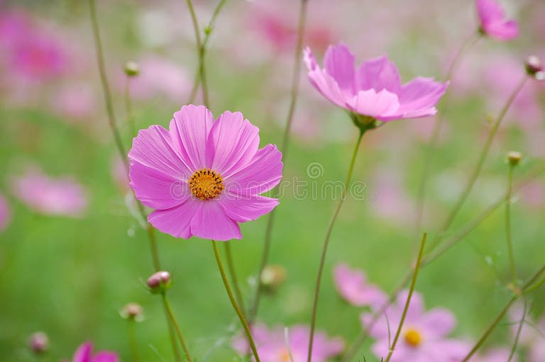Wild cosmos flowers stock photo. Image of field, buds - 6500166