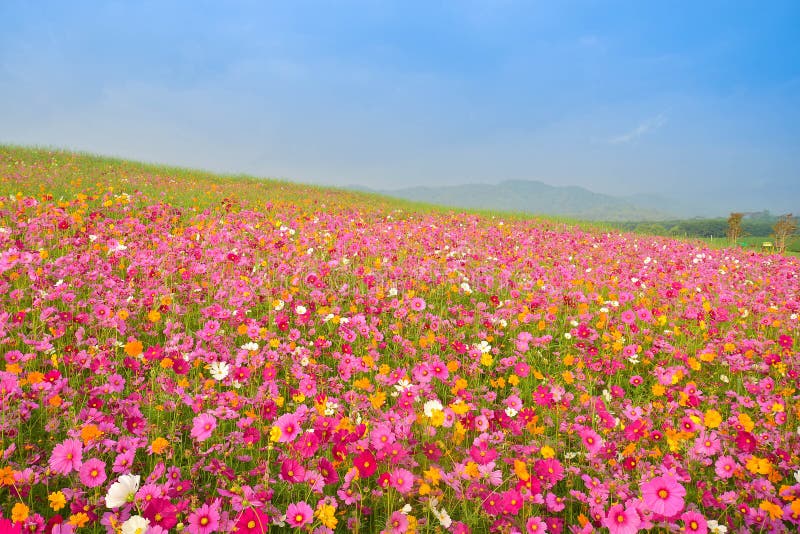 Wild cosmos flowers field stock image. Image of pink - 63560937
