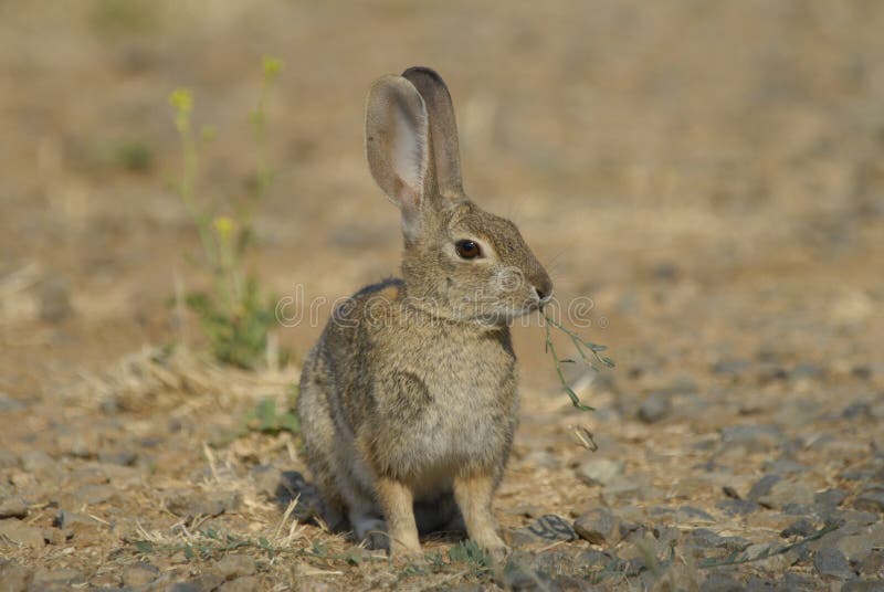 Wild cotton tail rabbit stock photo. Image of rocks, rabbit - 6223304