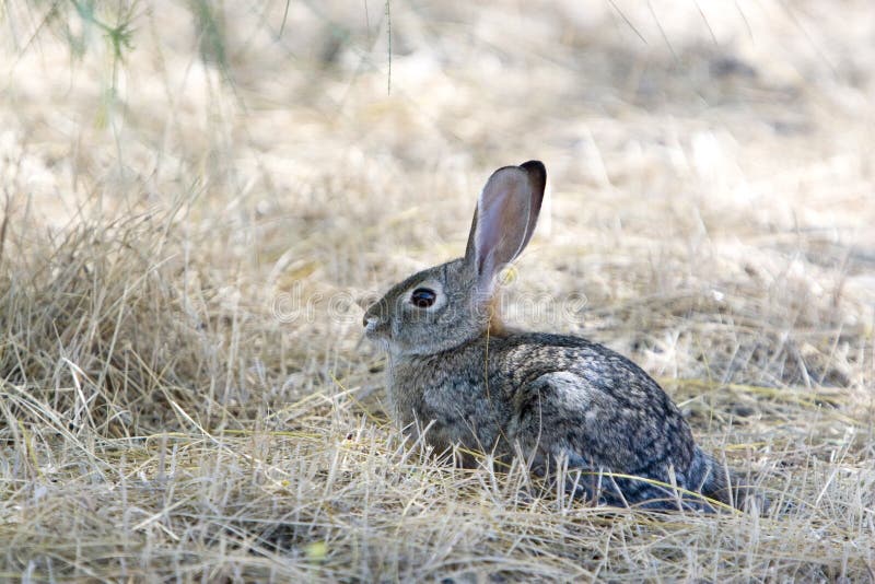 Wild Cottontail Rabbit stock photo. Image of rabbit, lagomorph - 28604484