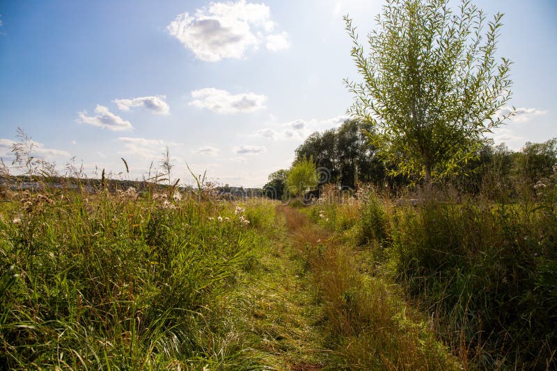 Wild-covered Path with Wildflowers and Blue Sky Stock Photo - Image of ...