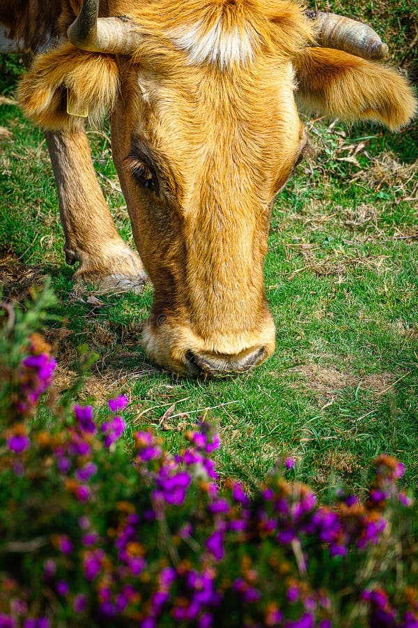 Cow Eating Flower Closeup Two Adorable Cows Sitting Grass Mountains
