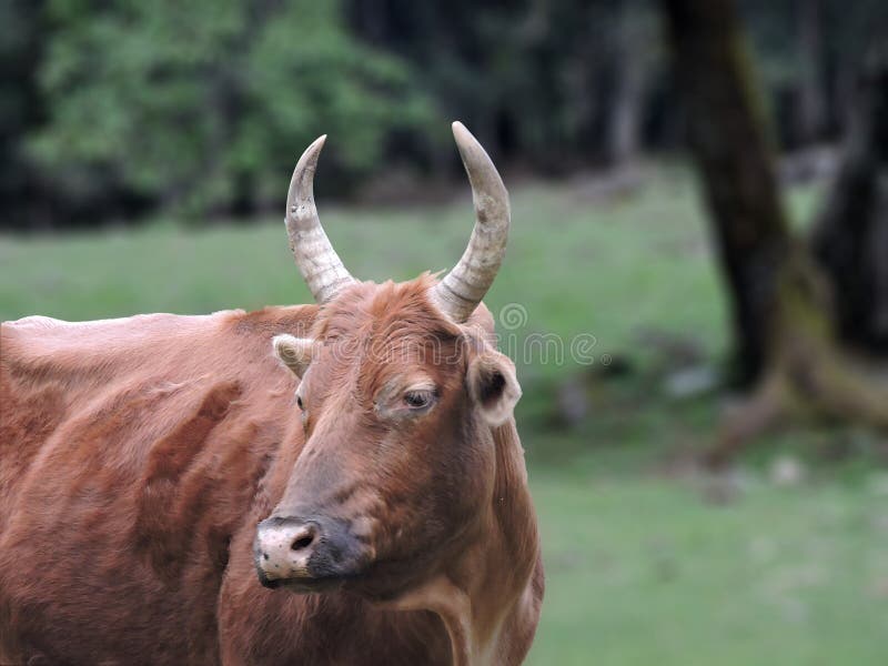 Wild Cow on Himalayan Mountain Stock Image - Image of herd, mammal ...