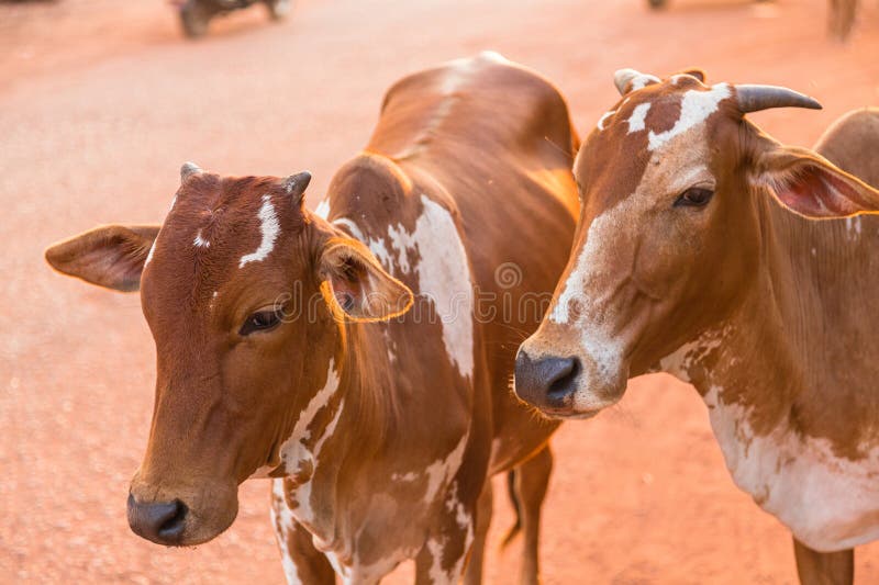 Wild Cows on the Beach of Anjuna, Goa, India Stock Image - Image of ...