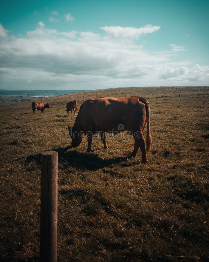 Wild Cows stock image. Image of cows, ireland, orange - 138938573