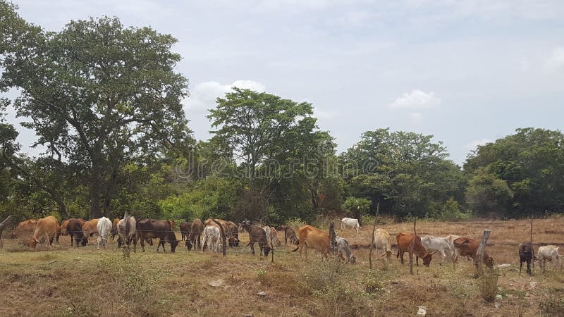 Wild Cows stock photo. Image of wild, jungle, lanka - 134290458