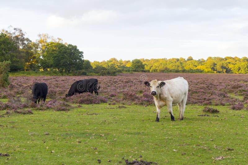 Wild Cows Eating Grass and Pose Stock Image - Image of eating, purple ...