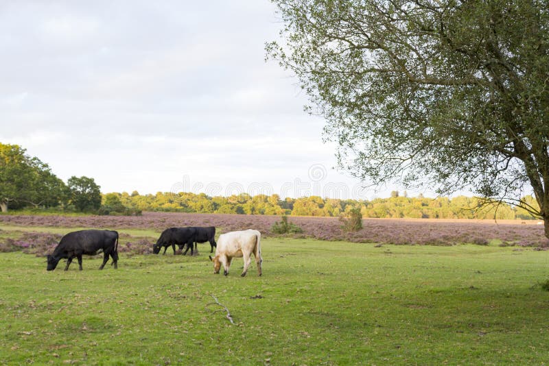 Wild Cows Eating Grass and Pose Stock Photo - Image of blue, black ...