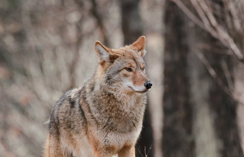 Coyote in forest stock image. Image of wildlife, summer - 33283191