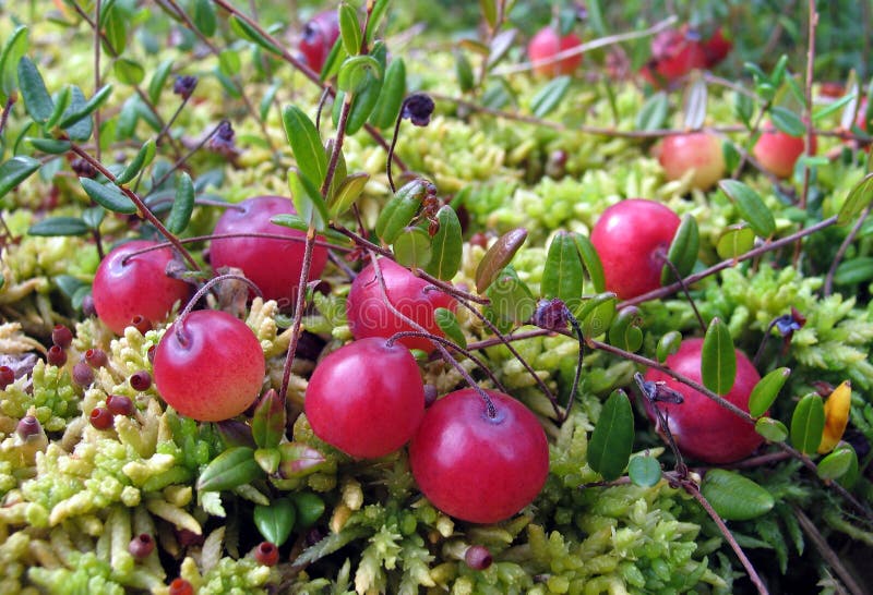 Cranberry bog. stock photo. Image of pick, cranberries - 29916412