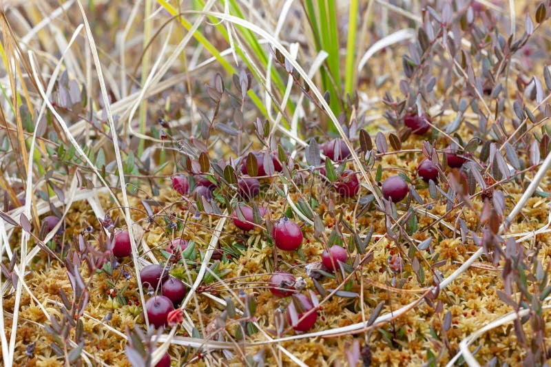 Wild Cranberries on a Swamp, Close-up Stock Photo - Image of autumn ...