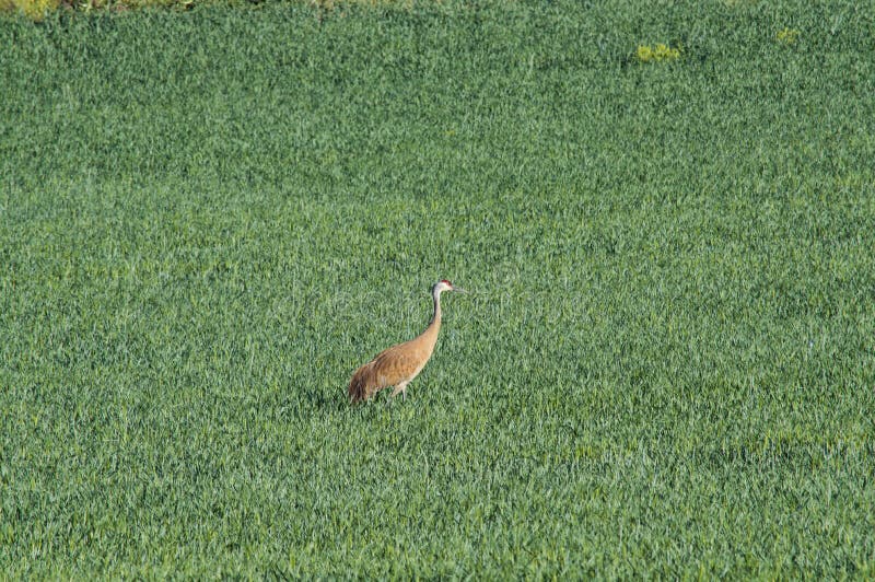 Wild crane stock photo. Image of wilderness, stork, bird - 96221960