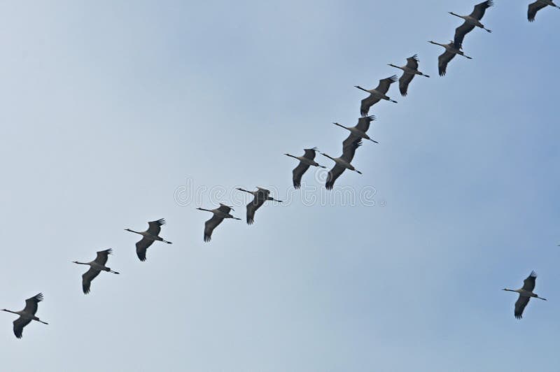 Wild cranes stock photo. Image of high, flying, bird - 46166122