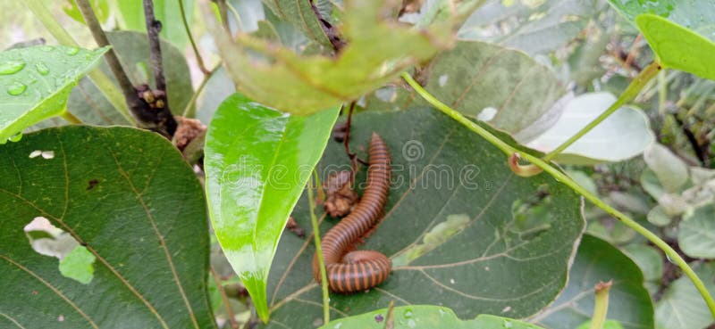 Wild creature of nature stock image. Image of creature - 157196191