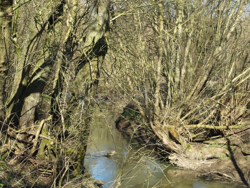 Wild Creek in Spring stock image. Image of fairytale - 113925689