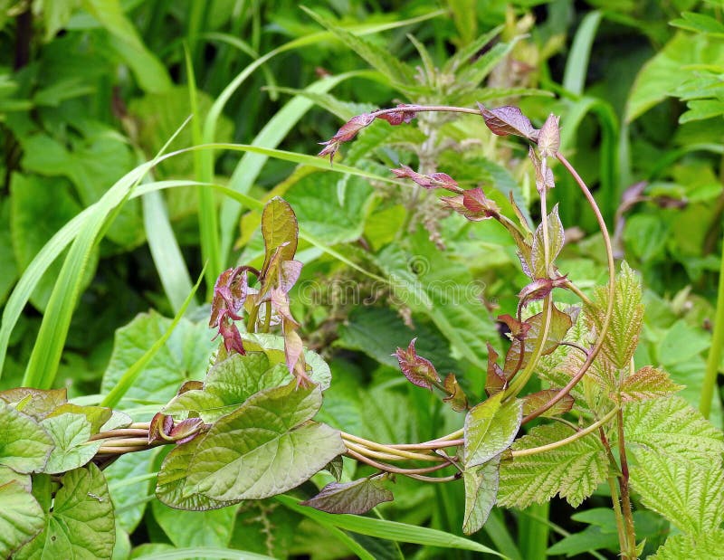 Wild Creeper or Partenocissus Close-up. .Partenocissus with Juicy ...