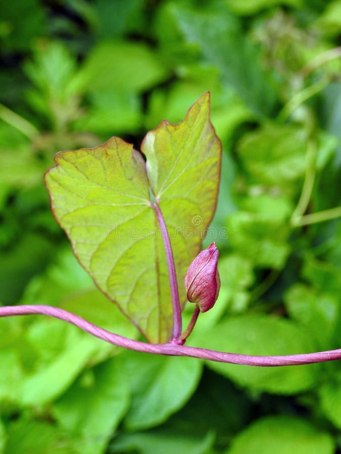 Wild creeper stock image. Image of nature, summer, floral - 95008815