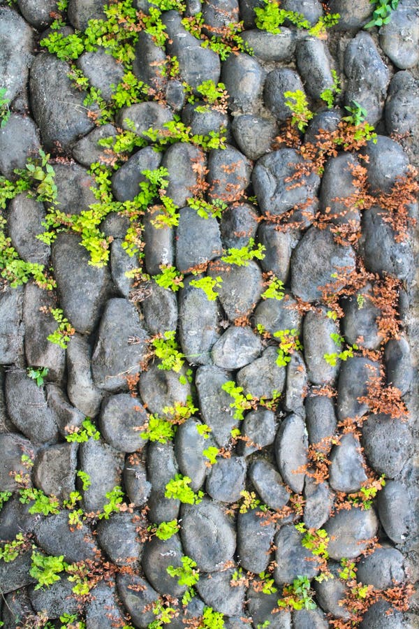 Wild Creeper Plants Growing in the Gaps between Natural Stone ...