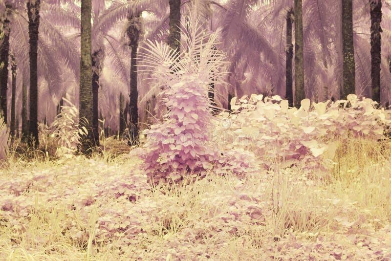 Wild Creeping and Climbing Vegetation at the Plantation Stock Image ...