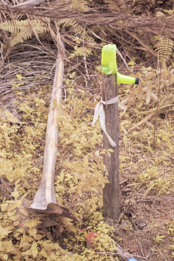 Wild Creeping and Climbing Vegetation at the Plantation Stock Photo ...