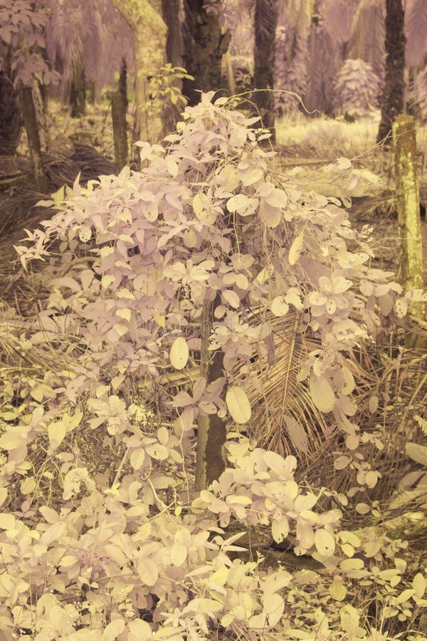 Wild Creeping and Climbing Vegetation at the Plantation Stock Image ...