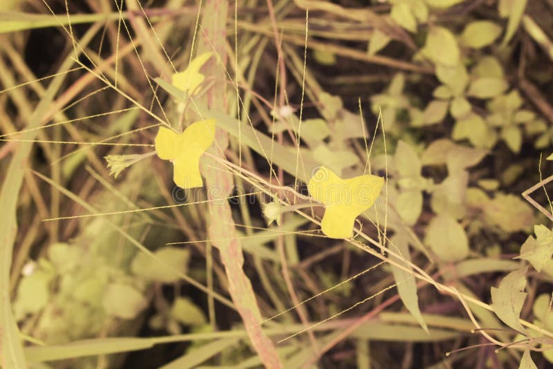 Wild Creeping and Climbing Vegetation at the Plantation Stock Image ...