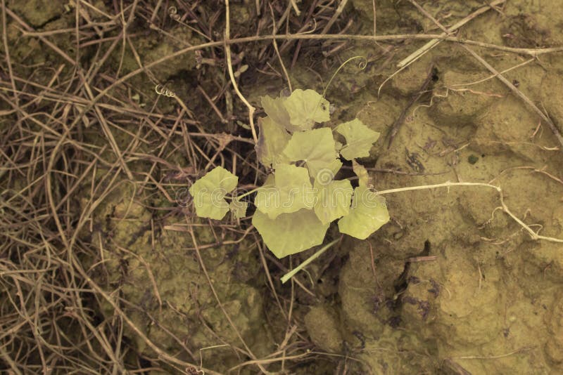 Wild Creeping and Climbing Vegetation at the Plantation Stock Photo ...