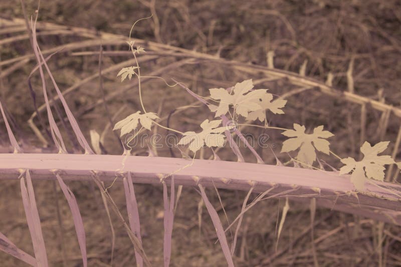 Wild Creeping and Climbing Vegetation at the Plantation Stock Image ...