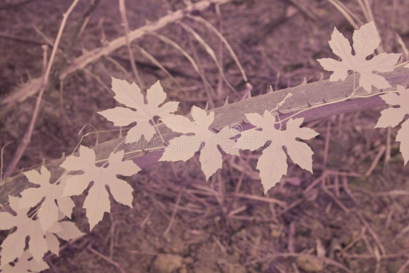 Wild Creeping and Climbing Vegetation at the Plantation Stock Image ...