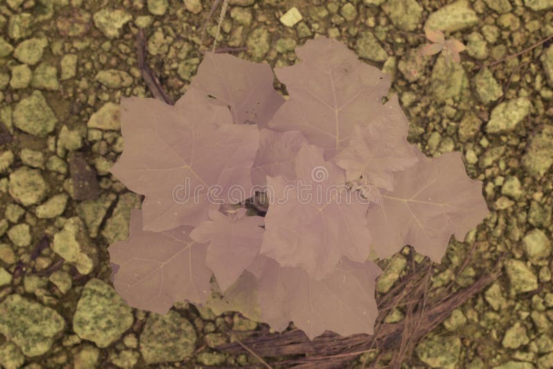 Wild Creeping and Climbing Vegetation at the Plantation Stock Image ...