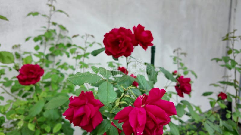 Wild Crimson Roses. a Bush of Flowering Wild Red Roses Stock Video ...