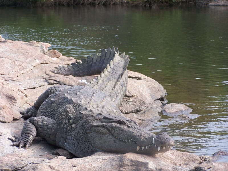 Wild croc stock photo. Image of animal, game, reptile, croc - 46188