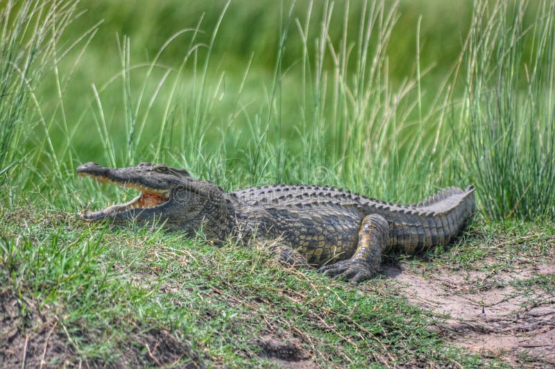 Wild Crocodile in Africa stock image. Image of flowers - 221381165
