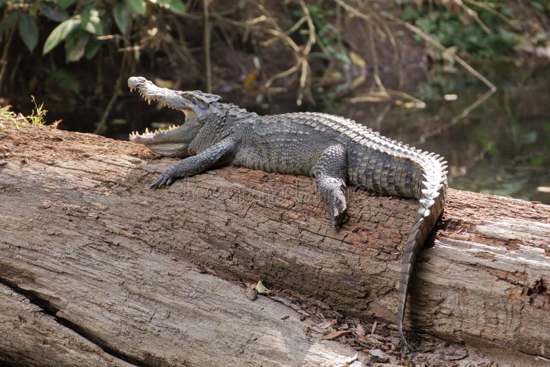A wild crocodile stock photo. Image of amphibian, leather - 38617332